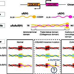 Schematic view of the gene structure and assembly of collagen IV.