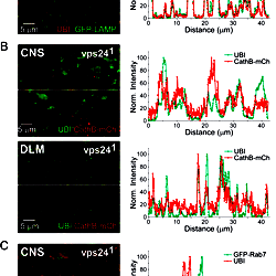 Fluorescence intensity profiles examining colocalization.