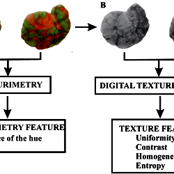 The schematic presentation of the image processing procedure.