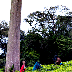 Photograph of one of the large Parinari excelsa (Chrysobalanaceae ...