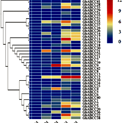 Expression patterns of ABCC genes in G. hirsutum.