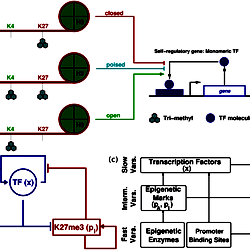 Summary of the model formulation.