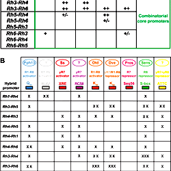 Summary of hybrid promoter driven expression patterns.