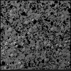Diesel Exhaust Particle Exposure In Vitro Alters Monocyte ...