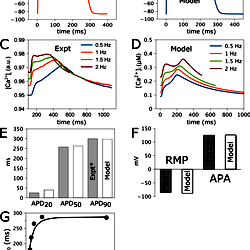 Ca2+ handling and action potential (AP) validation of pig ventricular ...