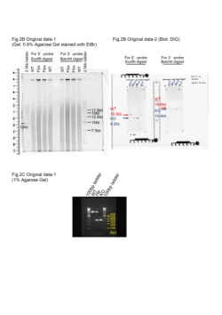 Original gel images of Fig 2B-1 (DIG), Fig 2B-2 (EtBr) and Fig 2C.