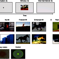 Procedure and stimuli.
