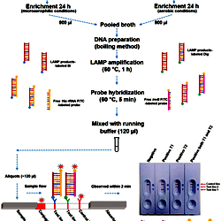 Schematic depiction of d-LAMP-LFB for simultaneous detection of ...