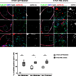 SD male cytological phenotypes are modified by a suppressor on the X ...