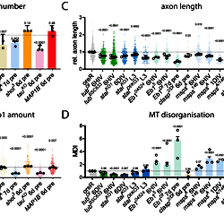 A candidate screen of axonal loss-of-function phenotypes in primary ...