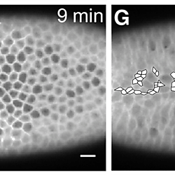 Panels (F-G) from Fig 13 with manually marked constricted cells.