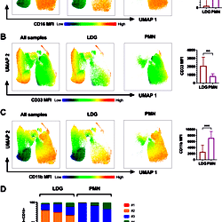 Comparison between LDG subsets and normal density granulocytes (PMNs ...
