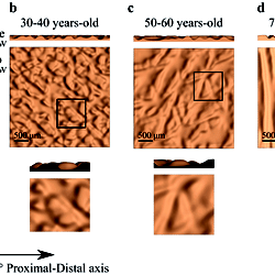 Human skin anatomy and topography.