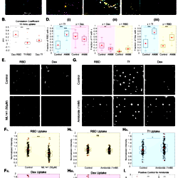 RBD uptake is sensitive to CG pathway inhibitors.