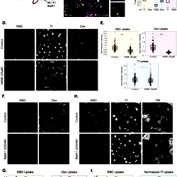 RBD uptake is sensitive to CG Pathway inhibitors in AGS cells.