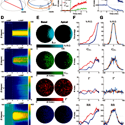 Steep gradient sensing by LEGI difference scheme.