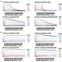 Example SPR data for RBD binding assay.
