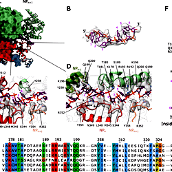 Protein-RNA interactions.