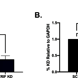 Validation of siRNA KD of TRIF, and shRNA KD of cGAS/STING.