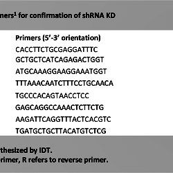 qRT-PCR primers for confirmation of shRNA KD.