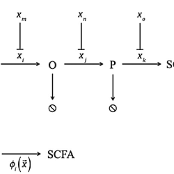 Microbial SCFA production proceeds through the cooperation of different ...