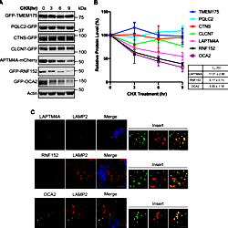 CHX chase assay to determine the stability of LMPs.