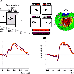 Simon task and evoked potentials.