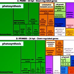REVIGO treemap representation summarizing GO biological process ...