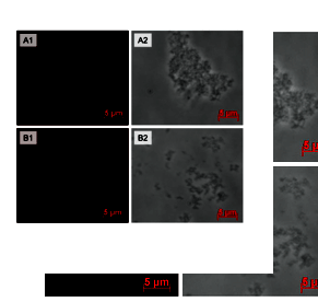 Negative controls to the experiment presented in Fig 6.