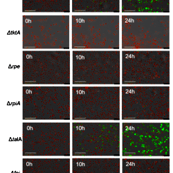 Screenshots of time lapse video microscopy.