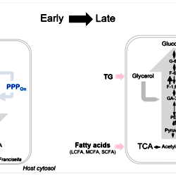 Possible interplay between PPP and glycolysis/gluconeogenesis during ...