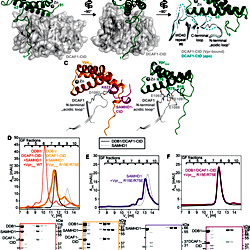 Crystal structure of the DDB1/DCAF1-CtD/Vprmus complex.