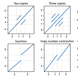 Schematic examples of sequence duplications and structural variations ...
