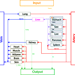 Schematic of the PBPK model.