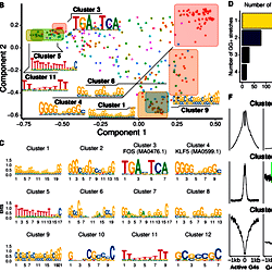 DNA motifs identified by DeepG4.