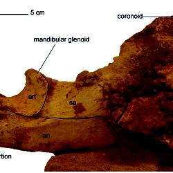 Right retroarticular process and mandibular glenoid of Cardiocorax ...