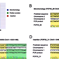Types of novel DNA junctions.