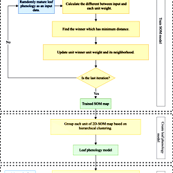 Flowchart illustrating the process of leaf phenology clustering based ...