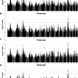 Manhattan plots showing–log10(P-values) of association between every single SNP and phenotype.