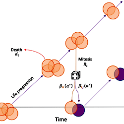 Schematic of the age structured PDE model (2).