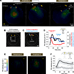 Cytoplasmic streaming during spindle rotation.