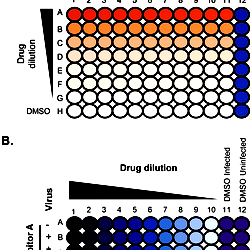 Schematic layout of 96-well plate clearance assay for drug screen.