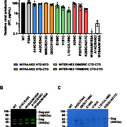 VLP production and Gag expression.
