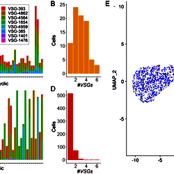 Developmental progression of VSG expression.