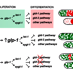 A simplified schematic of the genetic pathway controlling the ...