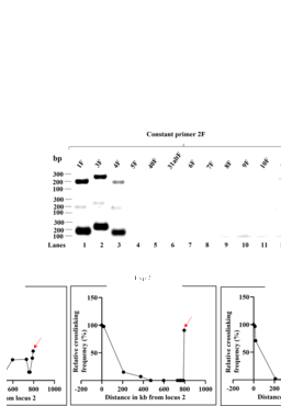HspN and HspC ORFs physically interact in the nucleus.