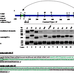 HspN and HspC ORFs physically interact in the nucleus.