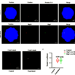 Fluorescence in situ hybridization shows co-localization of HspN and ...