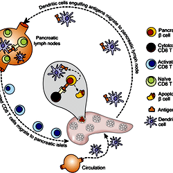 Schematic diagram of T1D progression in circulation, islets, and PLN.