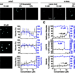 Identification of small molecules that alter phase separation of N in ...
